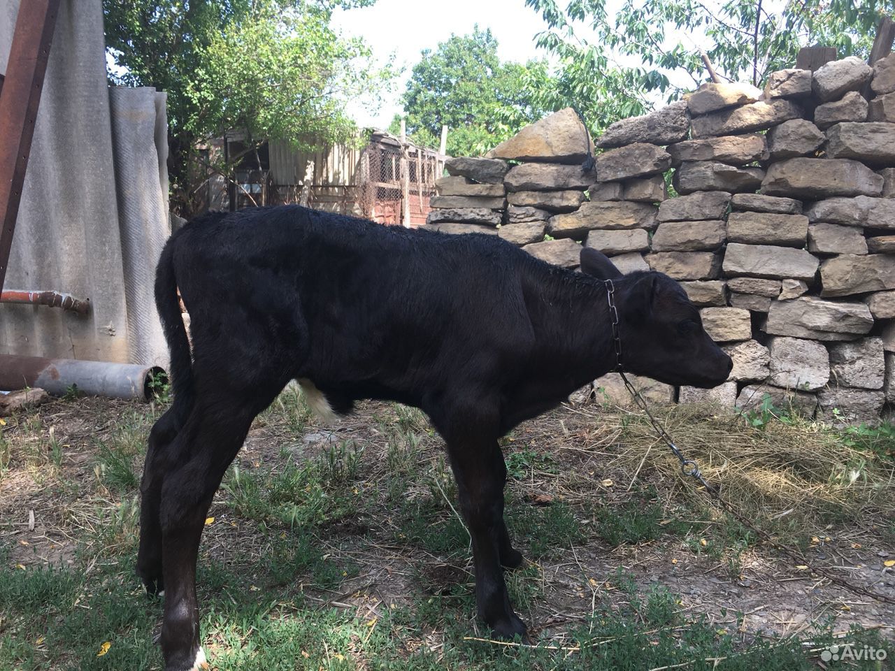 Телёнок, бычок