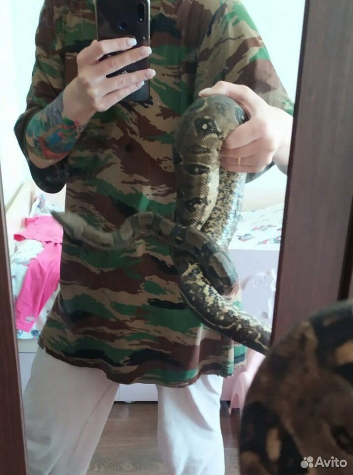 Самка императорского удава