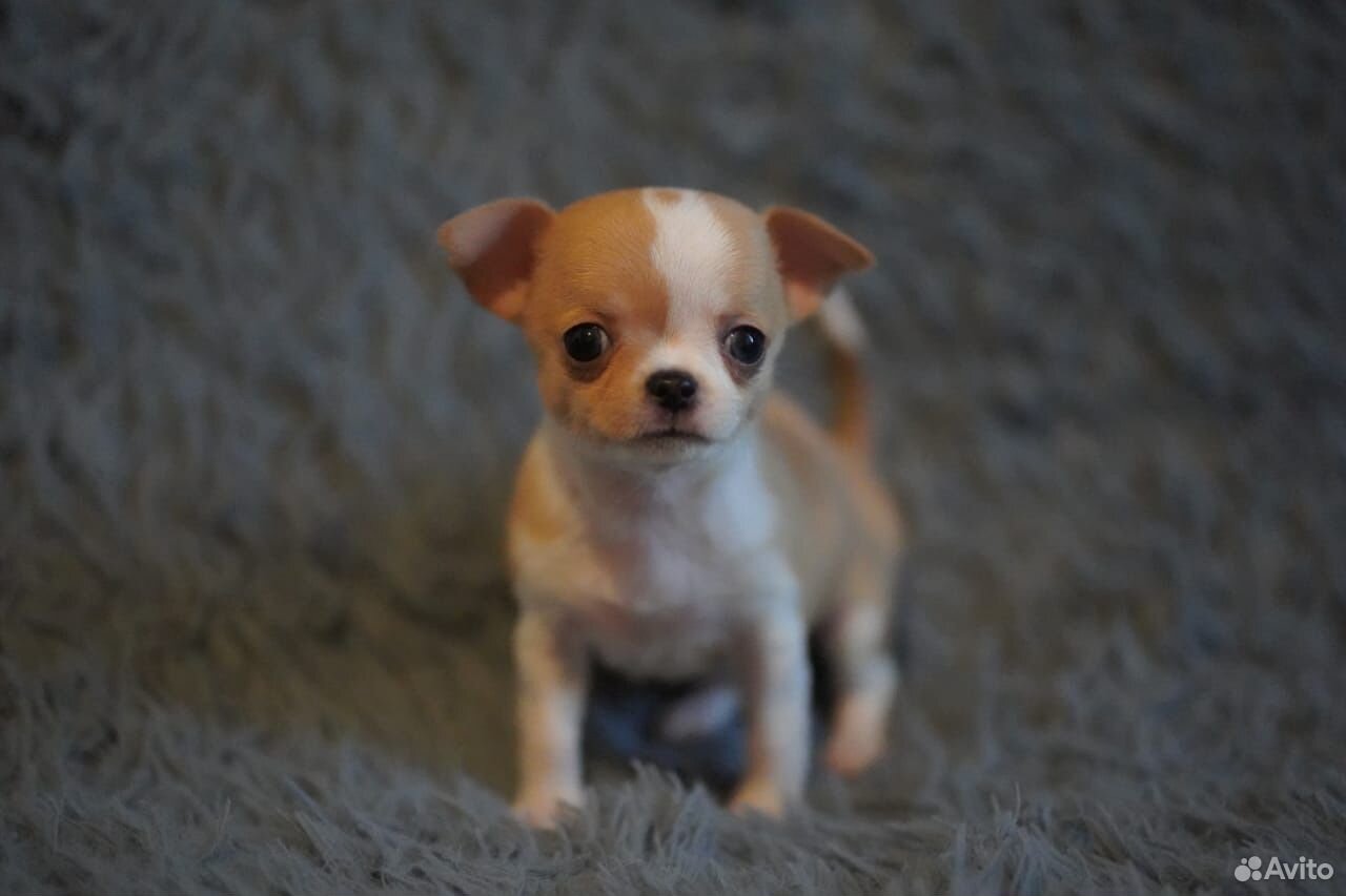 Чихуахуа девочка стандарт