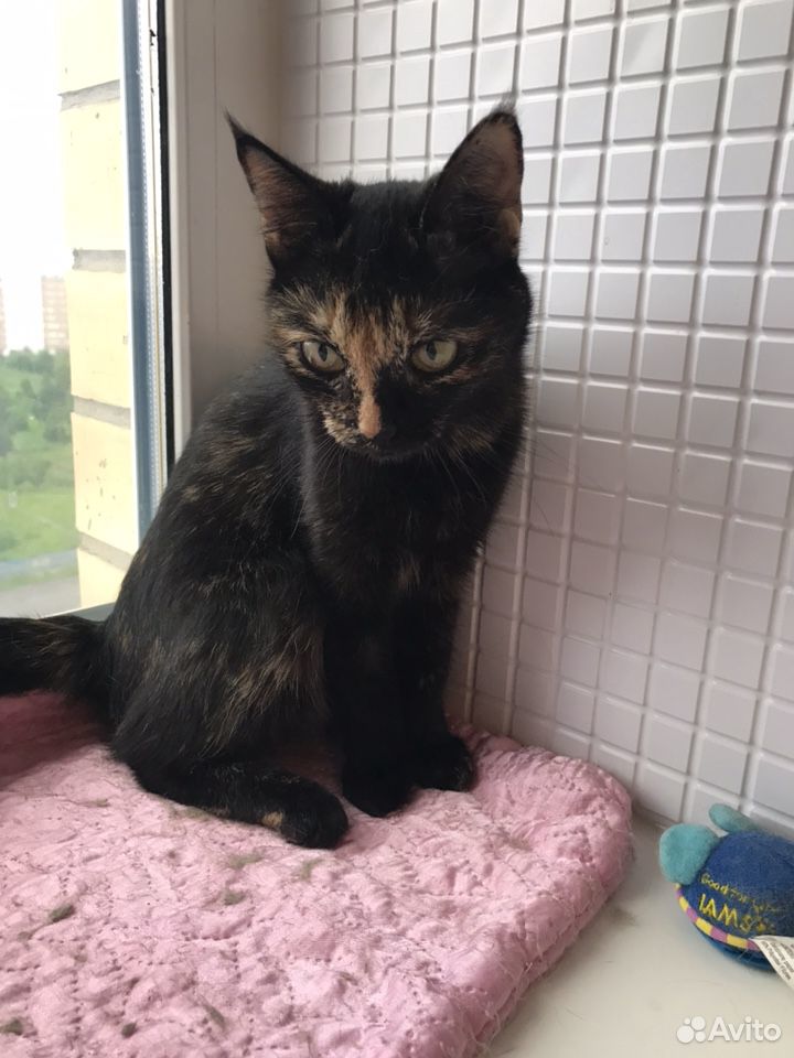 Красавица Ксюша -ищет дом Миниатюрная девочка, воз