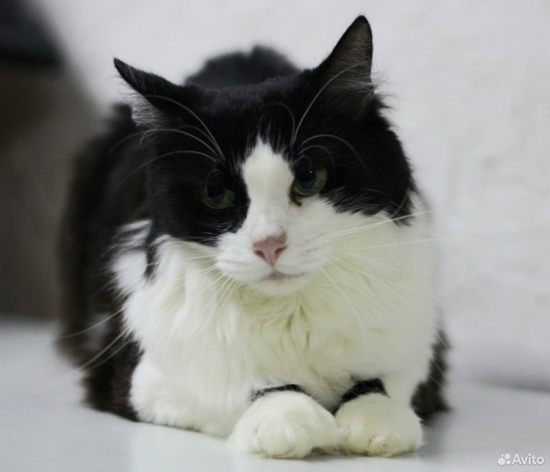 Милая стерилизованная кошечка ищет дом