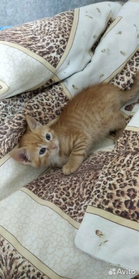 Котёнок
