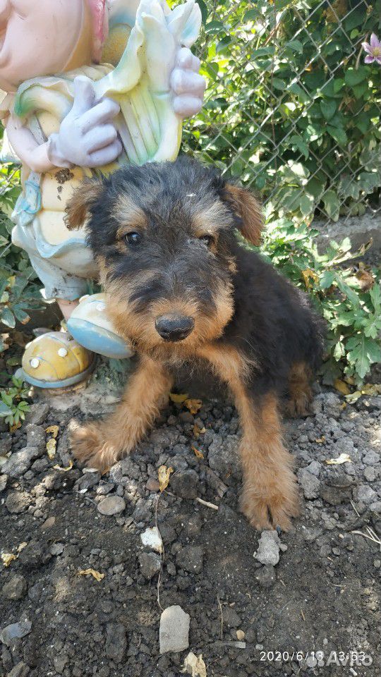 Эрдельтерьер