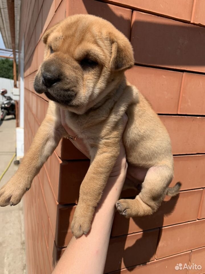 Щенок Шарпей