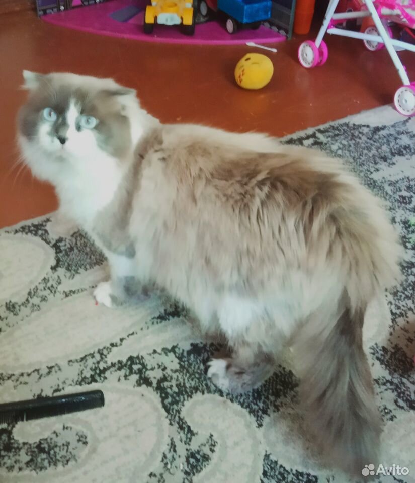 Ищем невесту