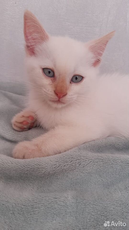 Отдам котенка