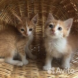 Котята