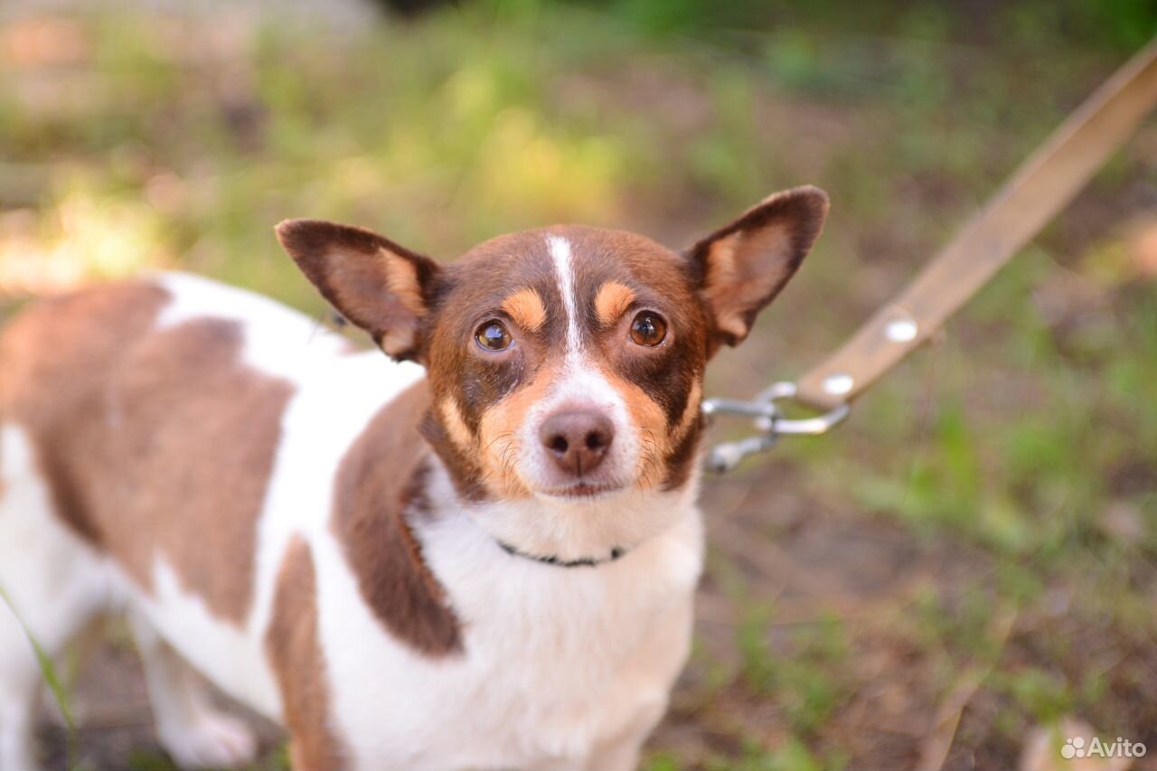 Ищет дом маленькая собачка Фима