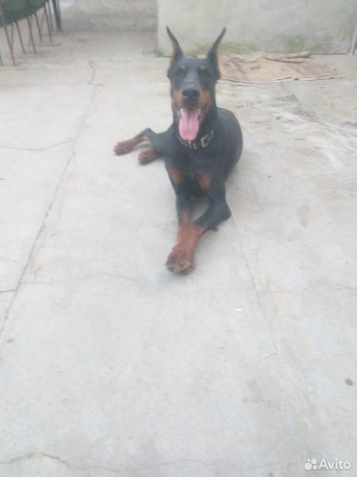Доберман