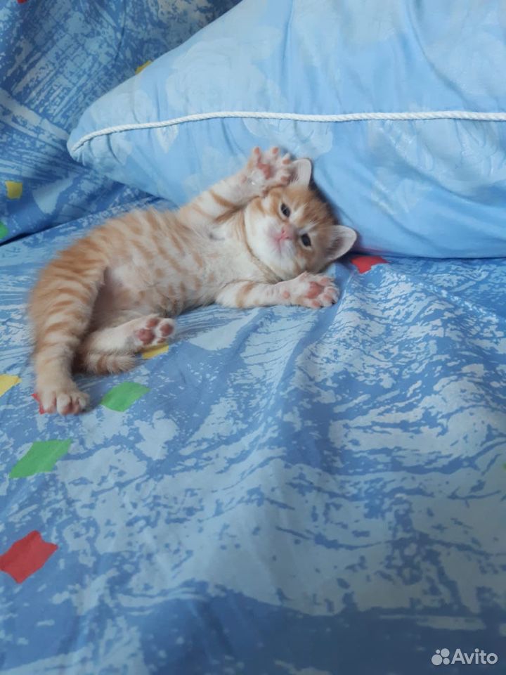 Рыжий котёнок, мальчик