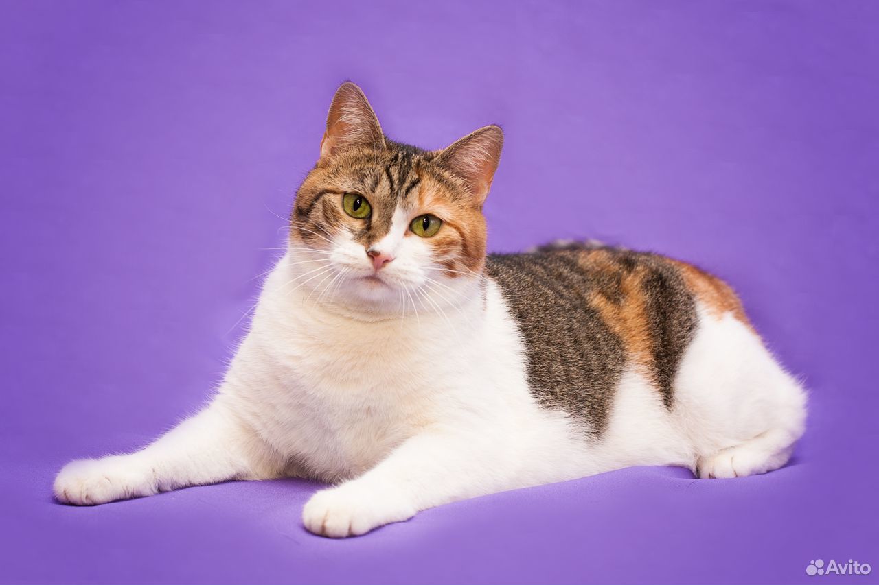 Августина ищет доброе сердце)