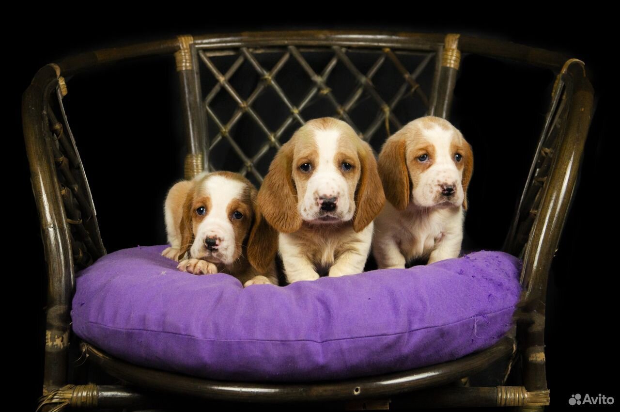 Малыши породы бассет хаунд из питомника