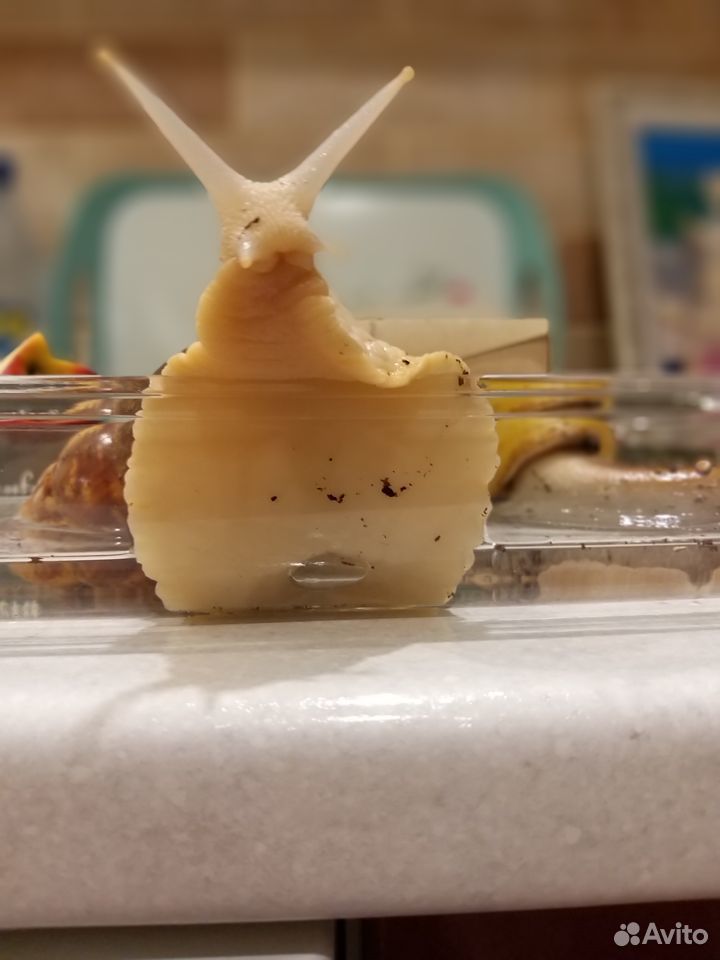 Улитки ахатины