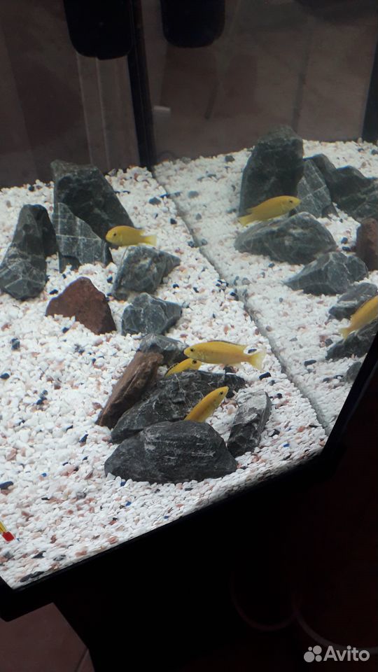 Цихлиды. Аквариумные рыбки