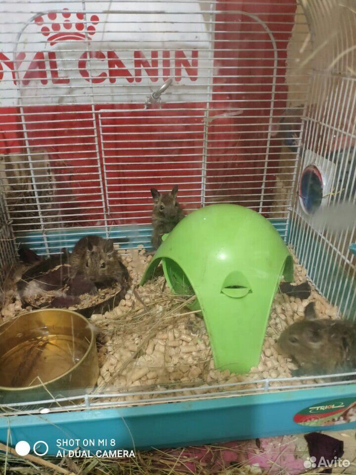 Дегусята малыши