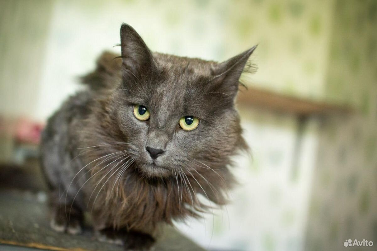 Котик в дар