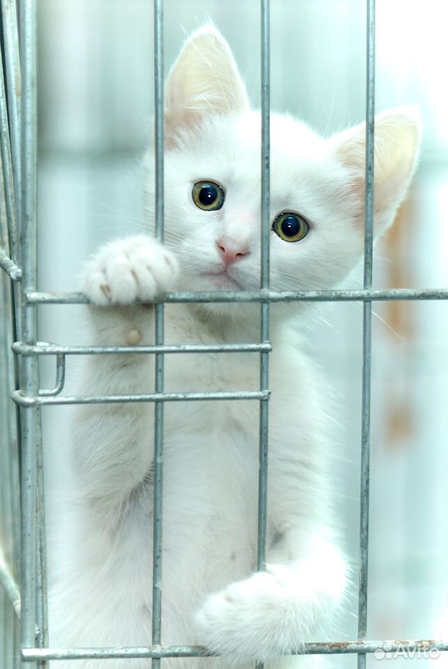 Белые котята