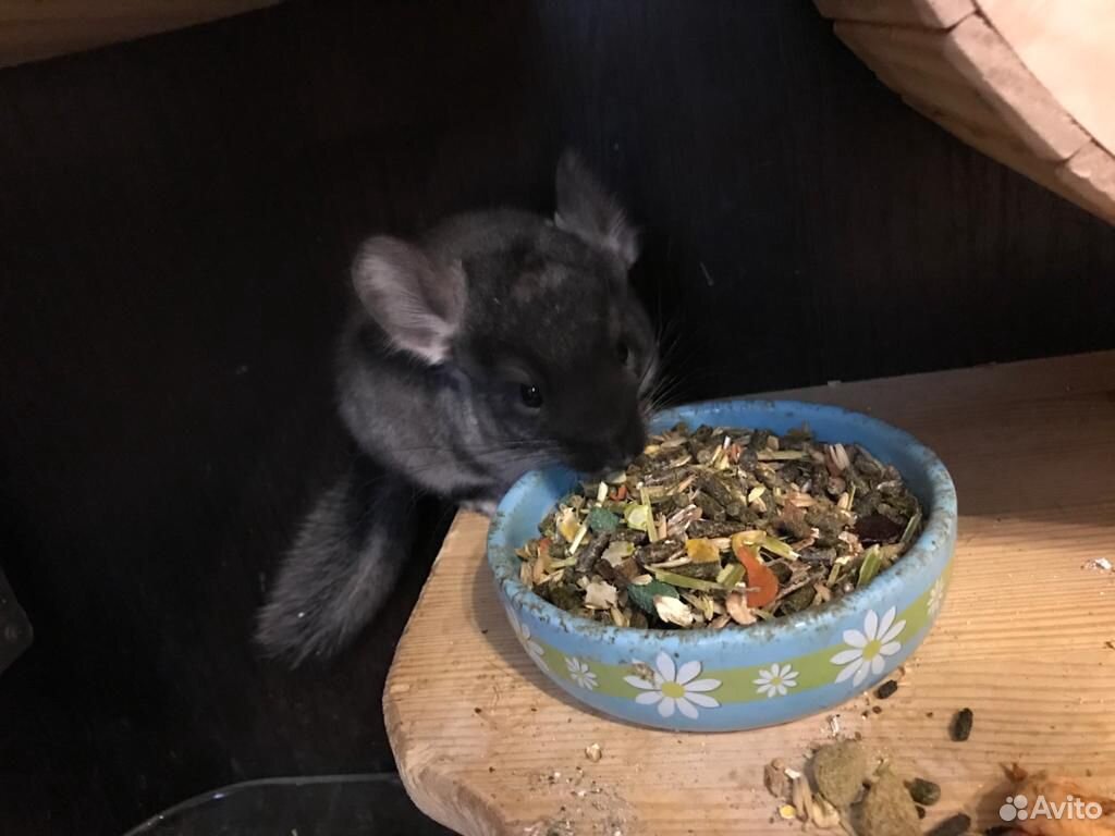 Две шиншиллы