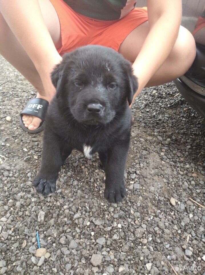 Лабронемцы