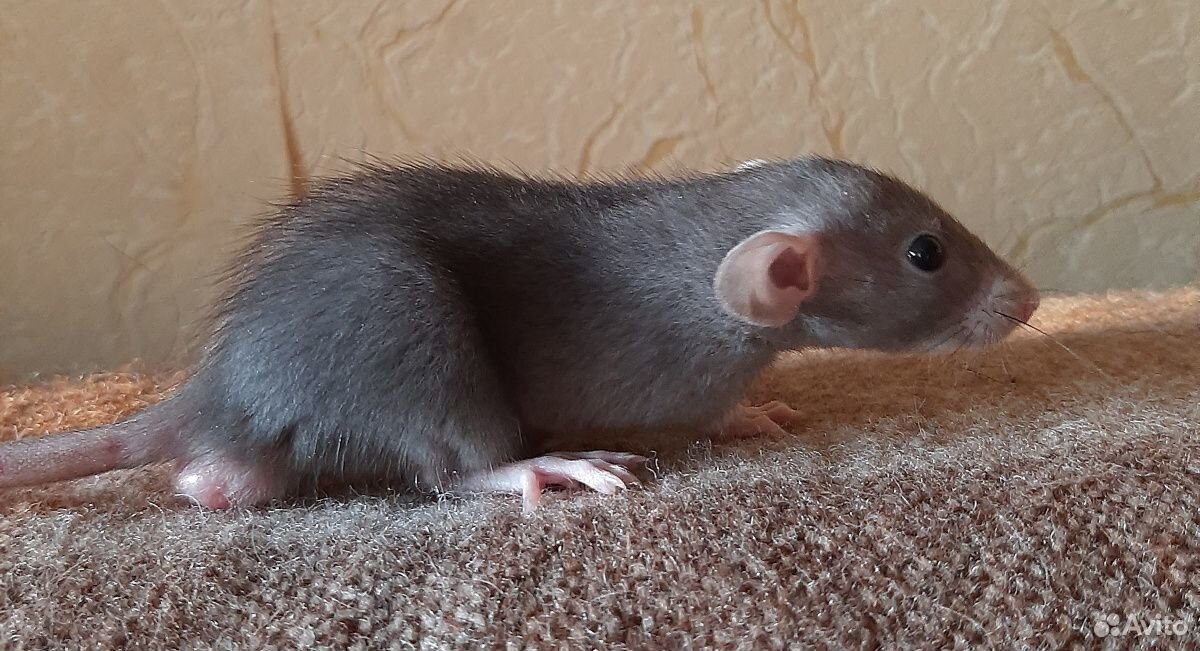 Крысенок дамбо