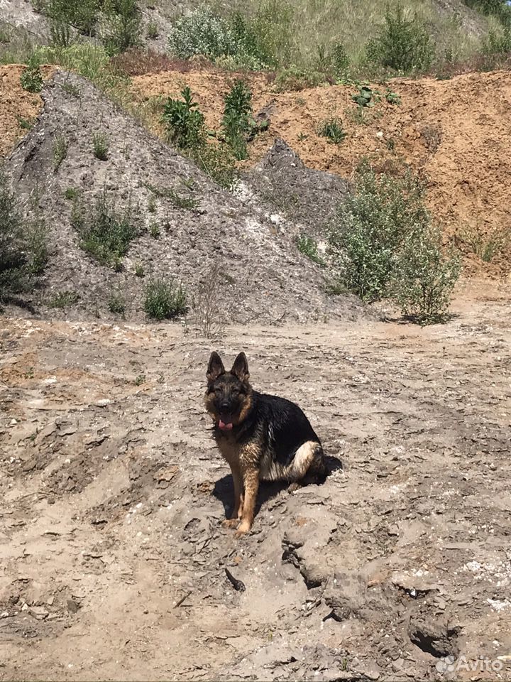 Отдадим молодую немецкую овчарку