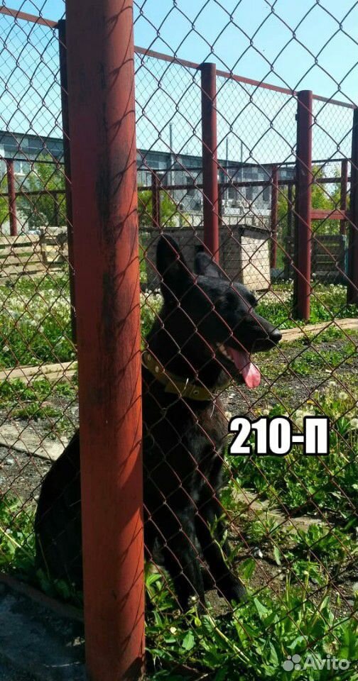 Собака мальчик 1 год помесь овчарки