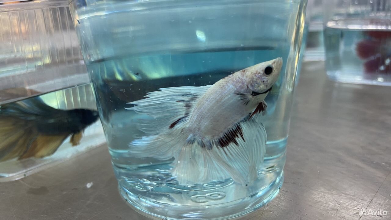 Петушок двухвостый снежный принц красный корень