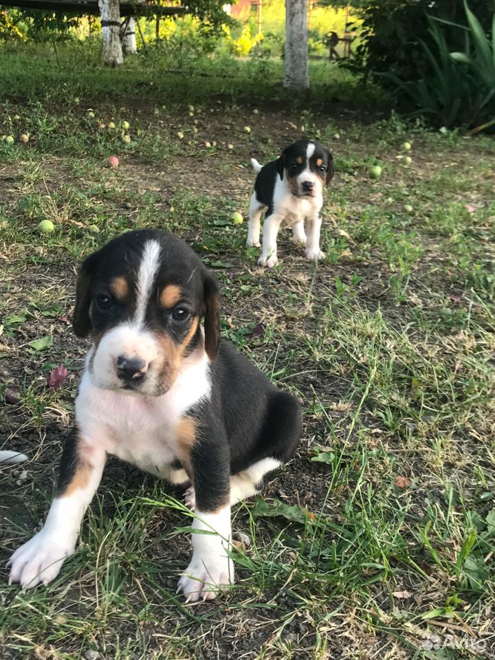 Продаю щенков Эстонской гончей