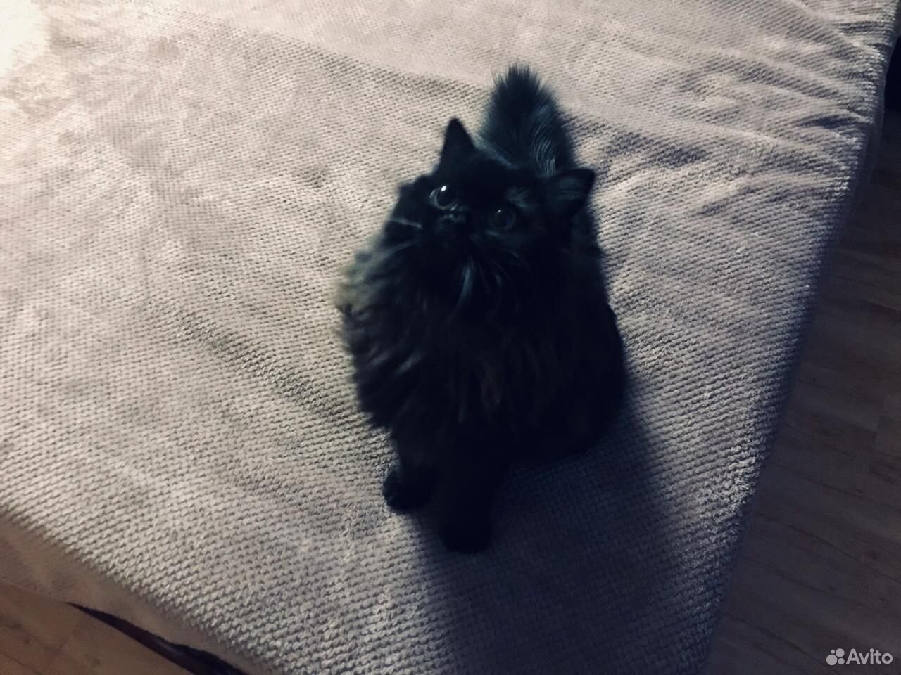 Отдадим кису в хорошие руки