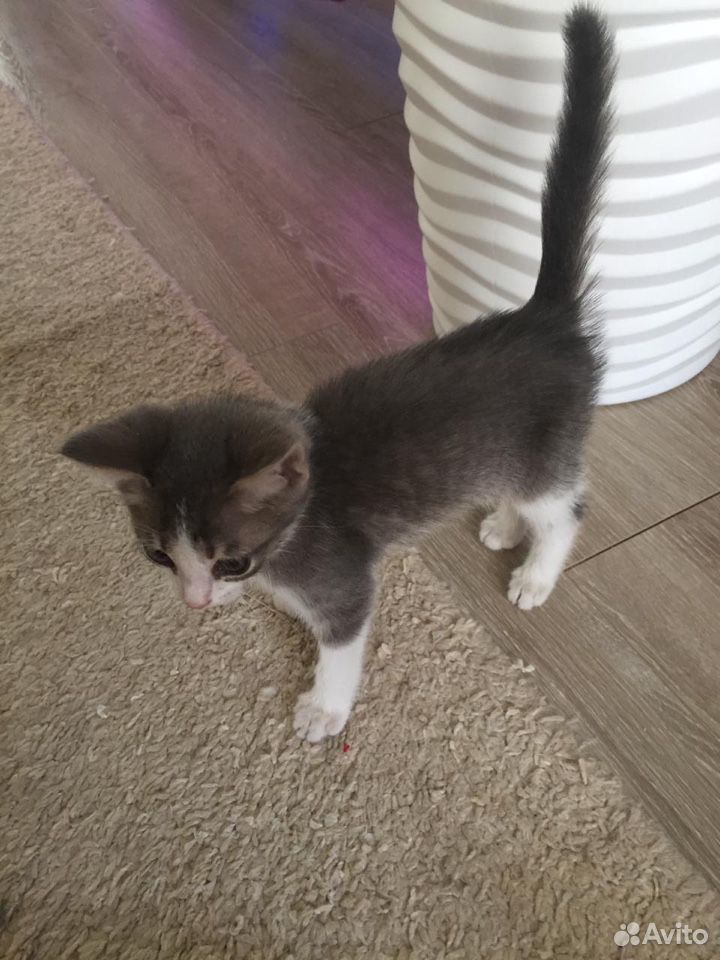 Кошачий ребёнок ищет дом