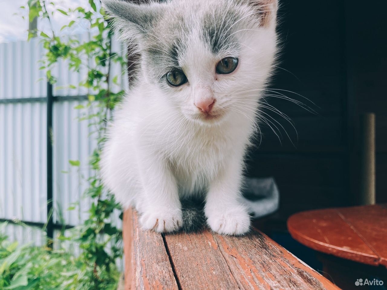 Котёнок