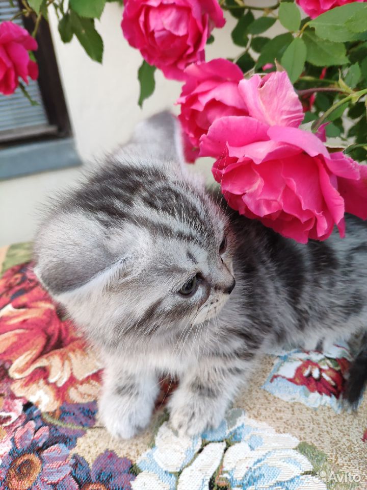 Шотландские котята