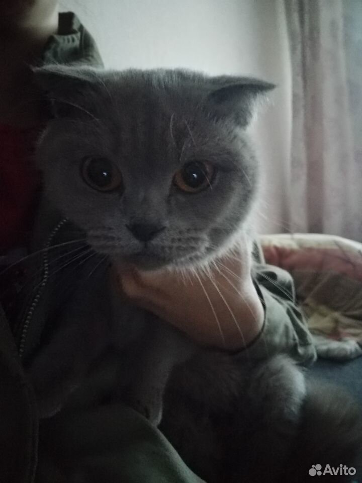 Британская