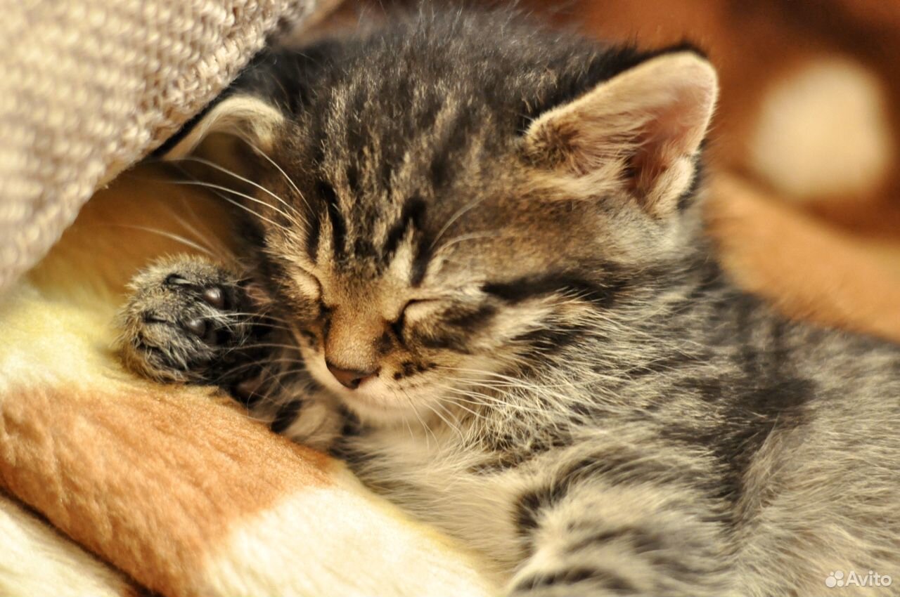 Котенок, кошечка, 1 мес. 1 нед