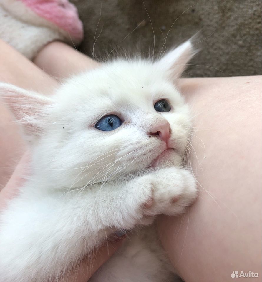 Котята Турецкая Ангора