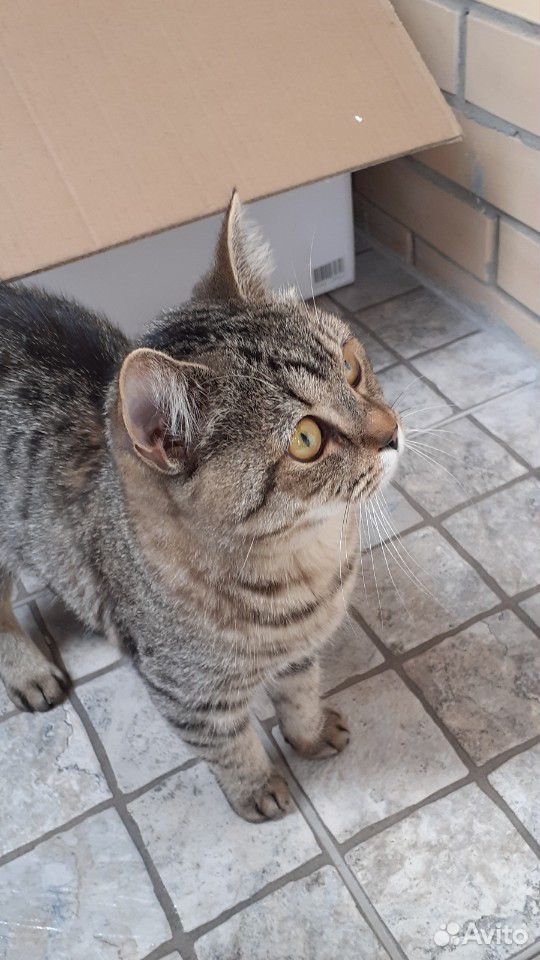 Котенок, 7 месяцев