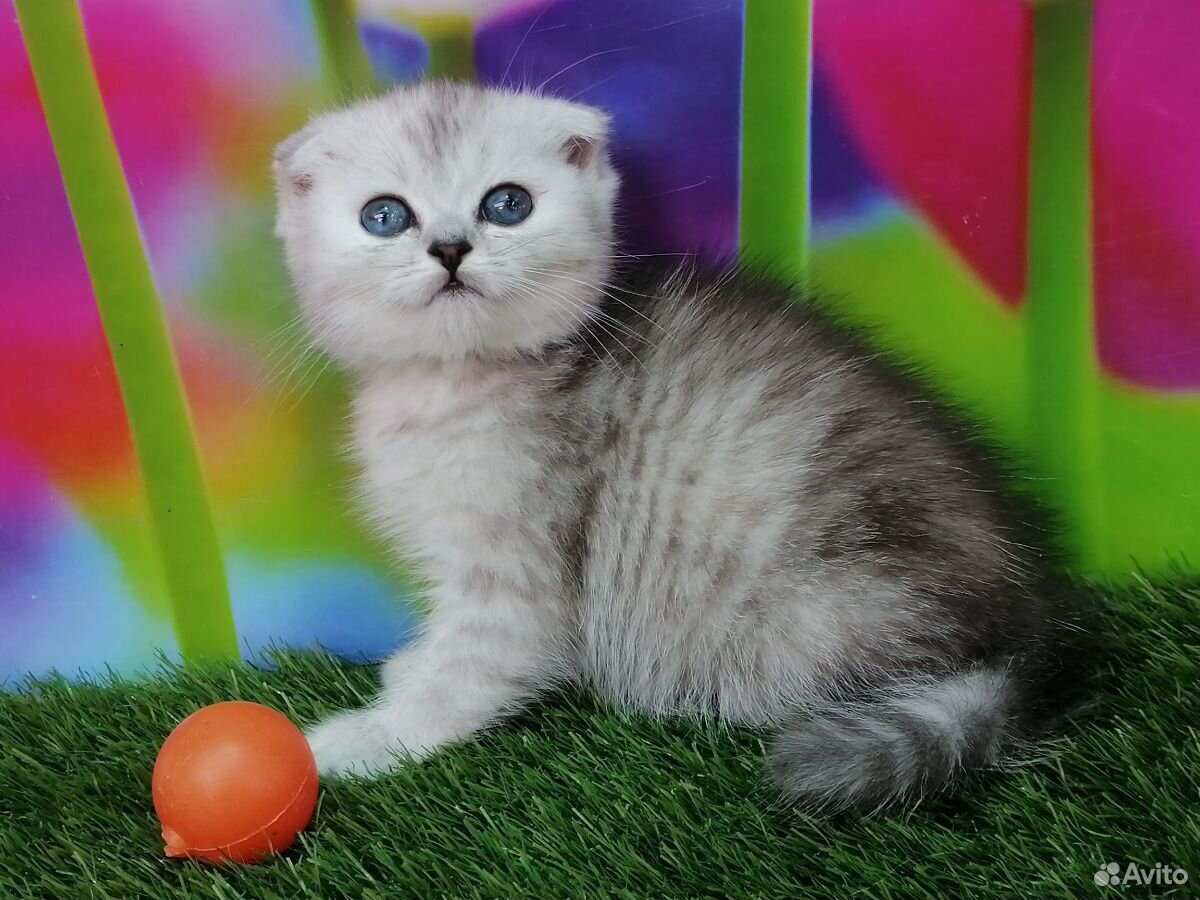 Шотландская кошка вислоухая