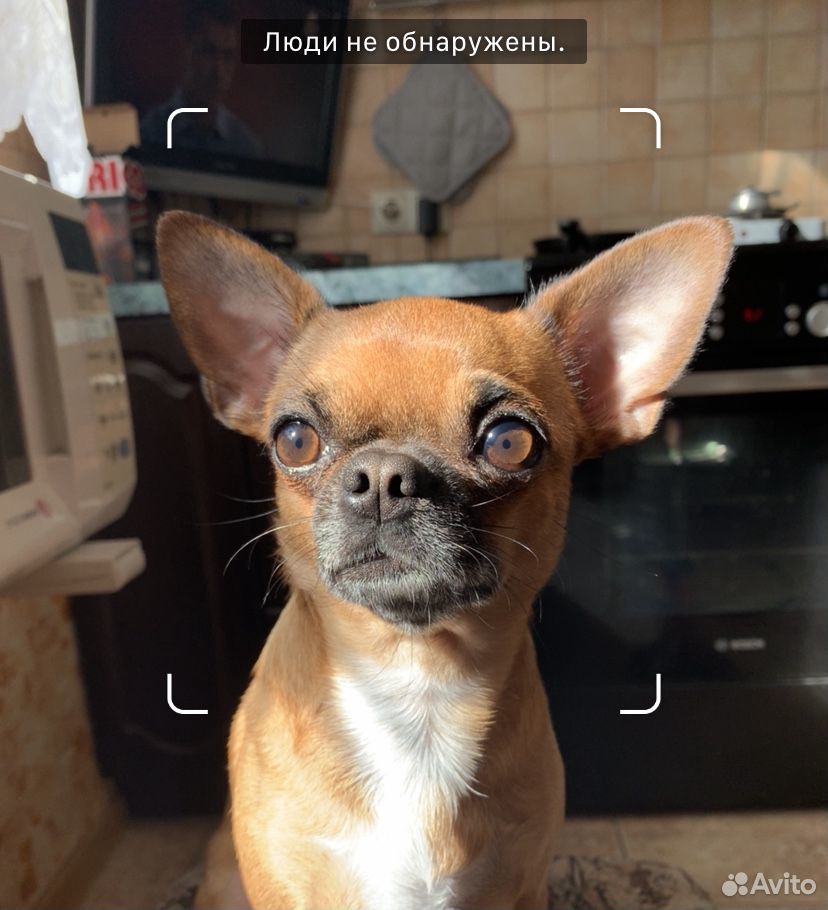 Чихуахуа приглашает на вязку