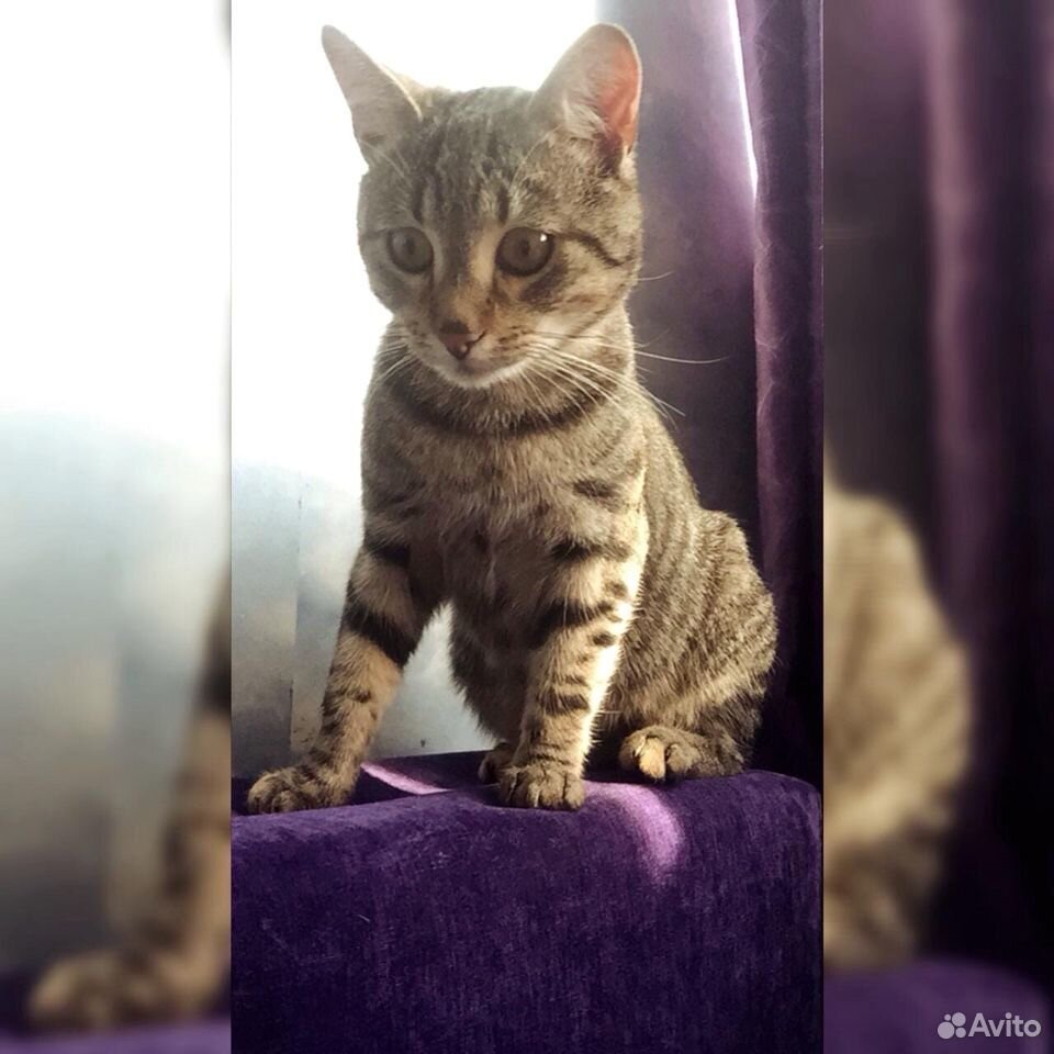 Кот полосатый