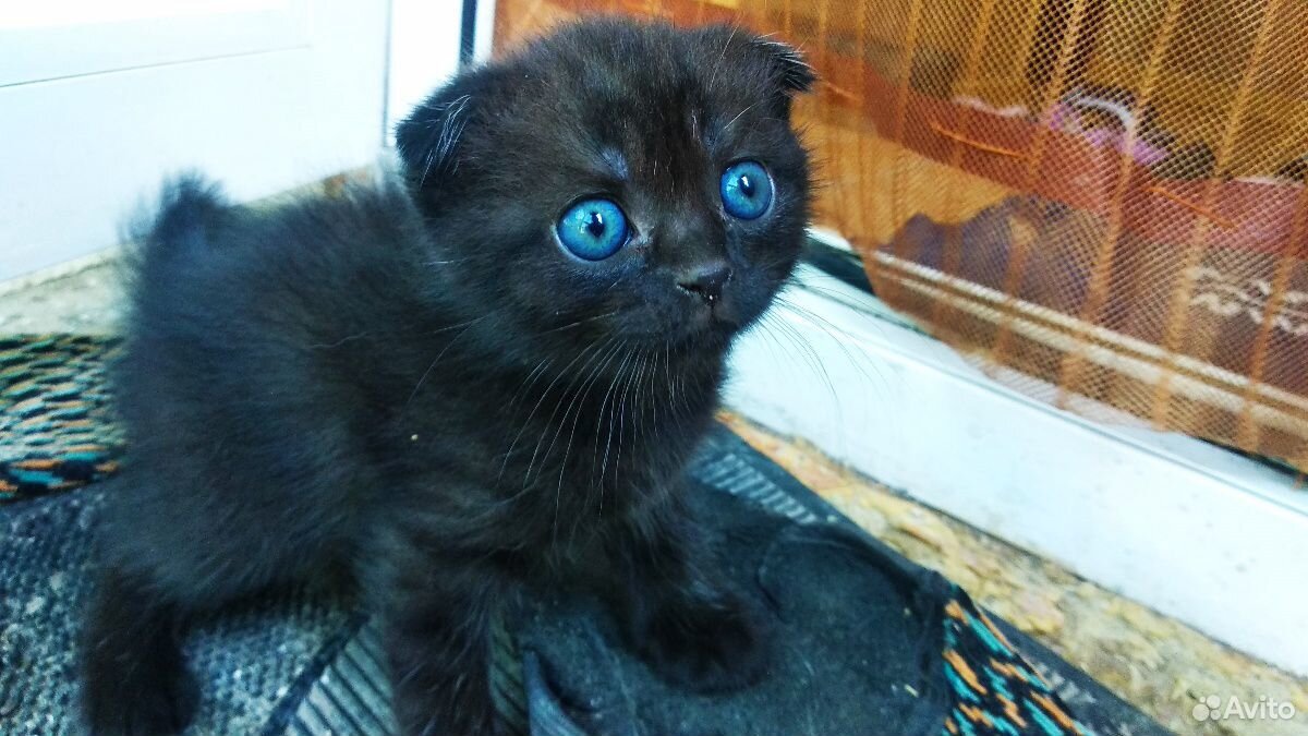 Шотландские вислоухие котята