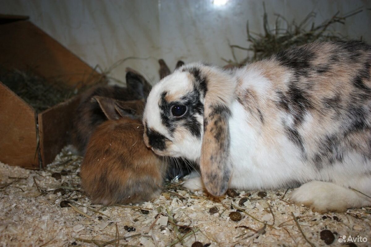 Самка вислоухая Рекс ген