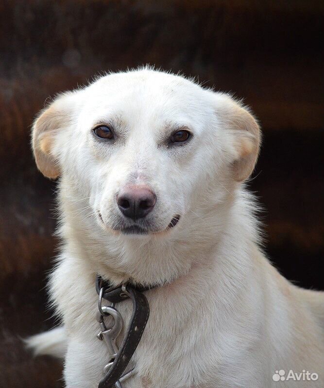 Белоснежный пёс Беляш в добрые руки