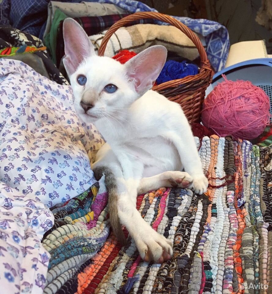 Очаровательная Чуча