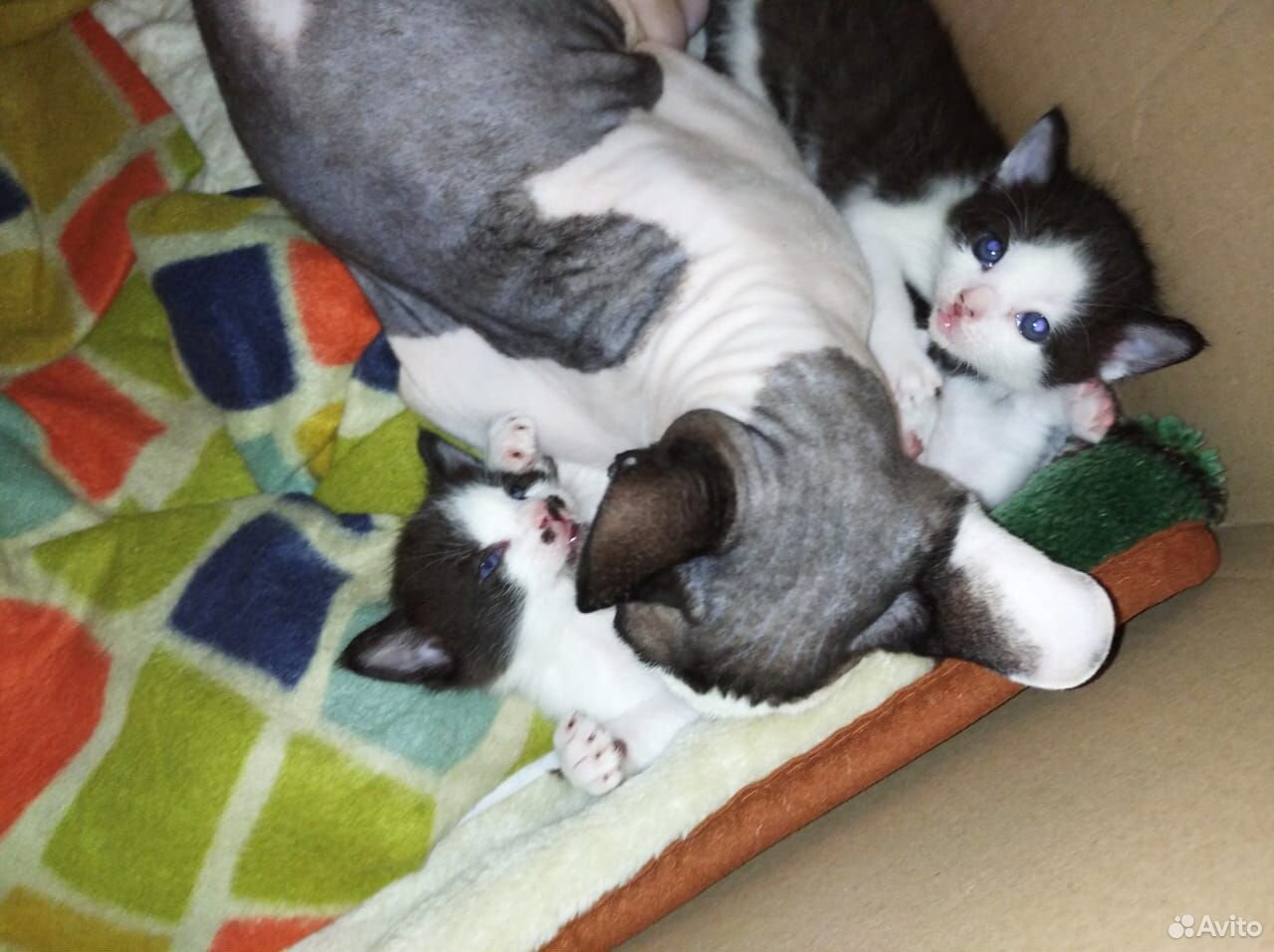 Котята Донского сфинкса браш