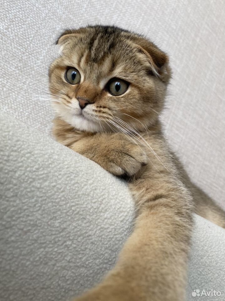 Продам котёнка шиншила