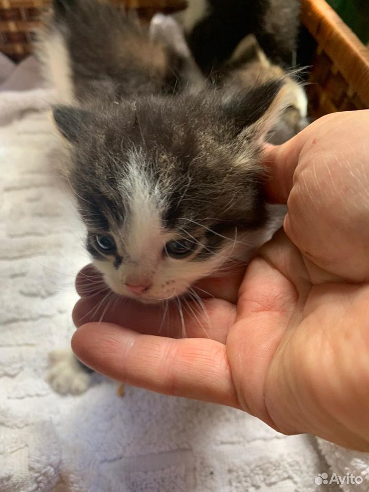 Котята в добрые руки