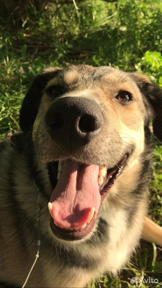 Улыбчивый Боб в добрые руки в дар