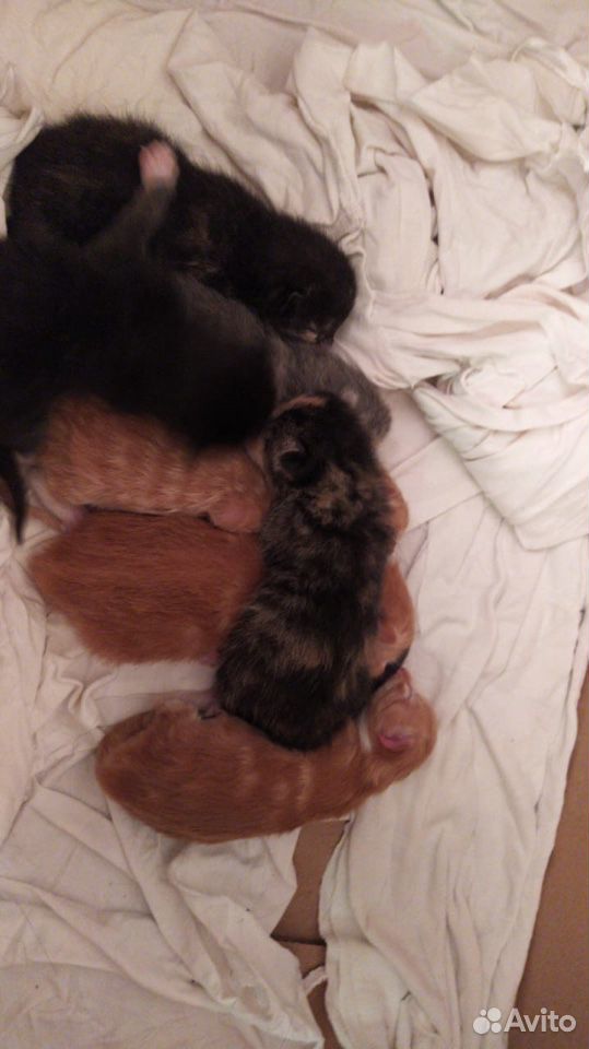 Котята
