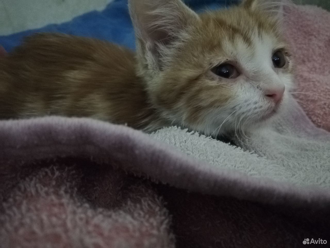 Рыжий котенок девочка 1 месяц через 2 дня вернём н