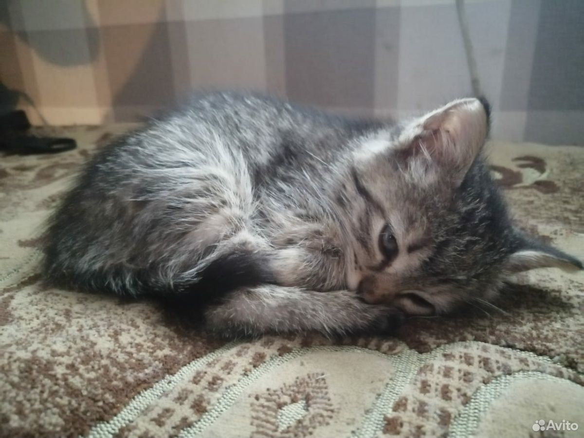 Кошка